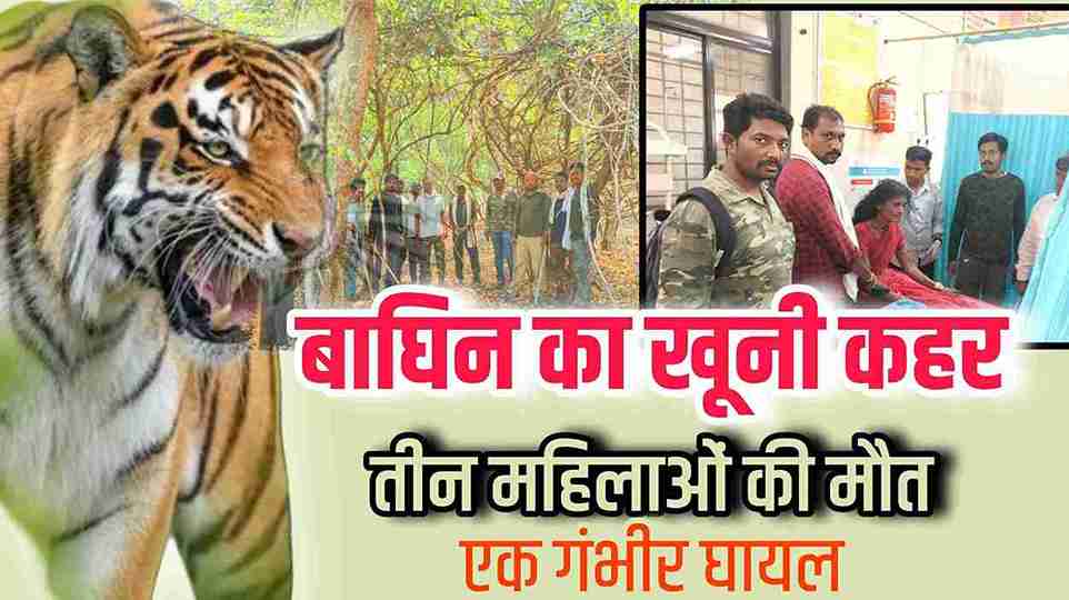 Tiger attack | मौत बनकर आई बाघिन, एक ही परिवार की सास-बहू समेत तीन महिलाओं की दर्दनाक मौत, गांव ...