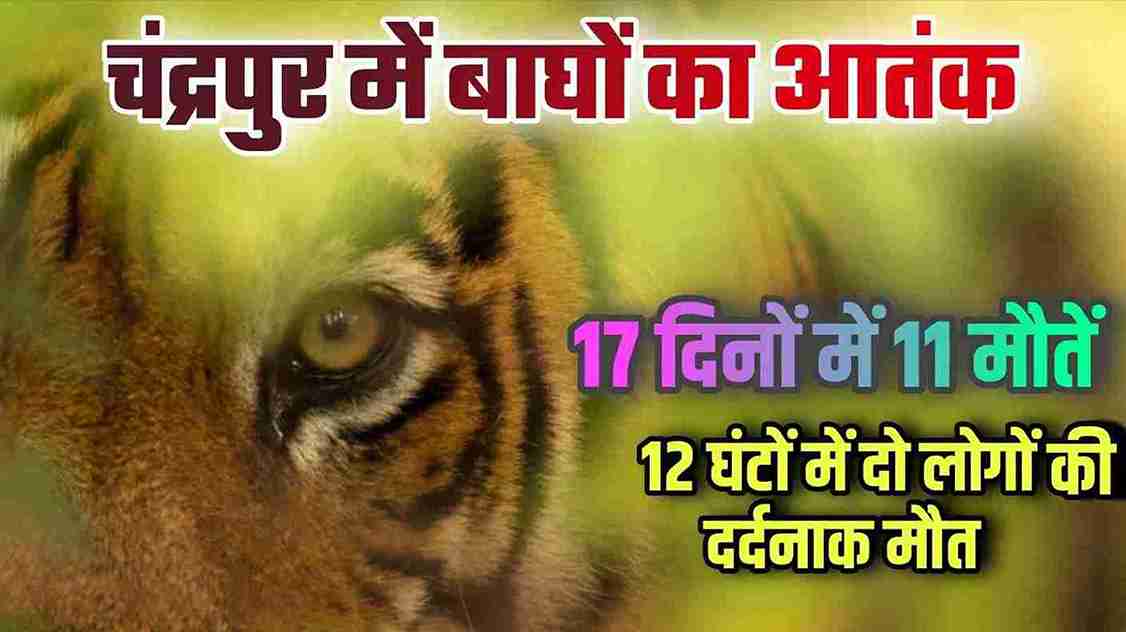 Chandrapur Tiger's Attacks | चंद्रपुर में बाघों का आतंक: 17 दिनों में अब तक 11 मौतें, एकही दिन ...